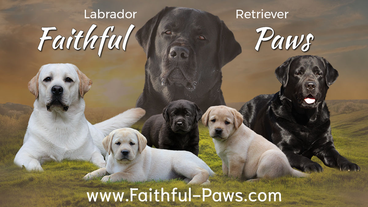 Galerie Faithful Paw's H-Wurf - FCI Labrador Retriever Kennel Faithful Paws